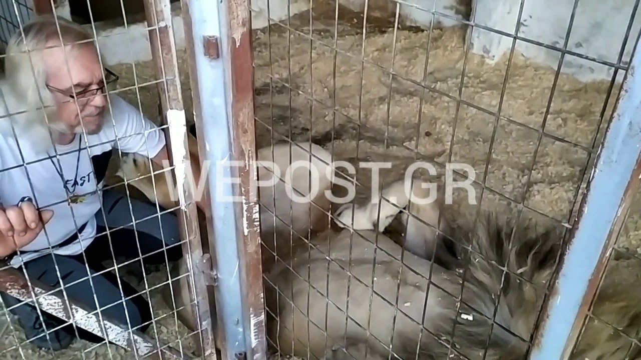 Tο Λιοντάρι του Ξάνθου Μάγου - YouTube