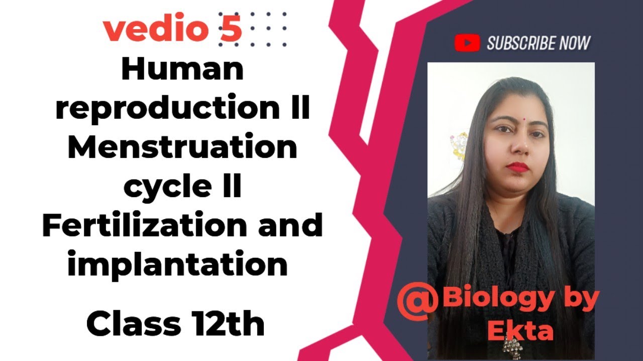 Human reproduction ll Menstruation cycle ll Fertilization and ...