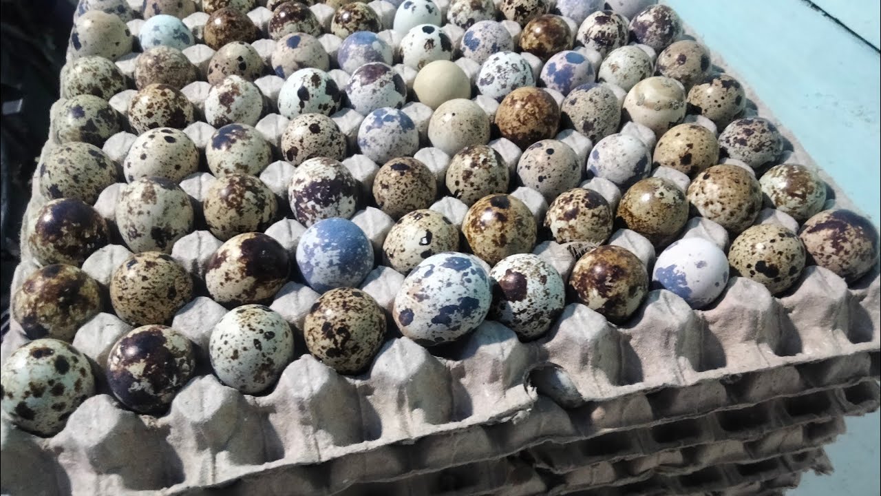 @tolor pioh - YouTube