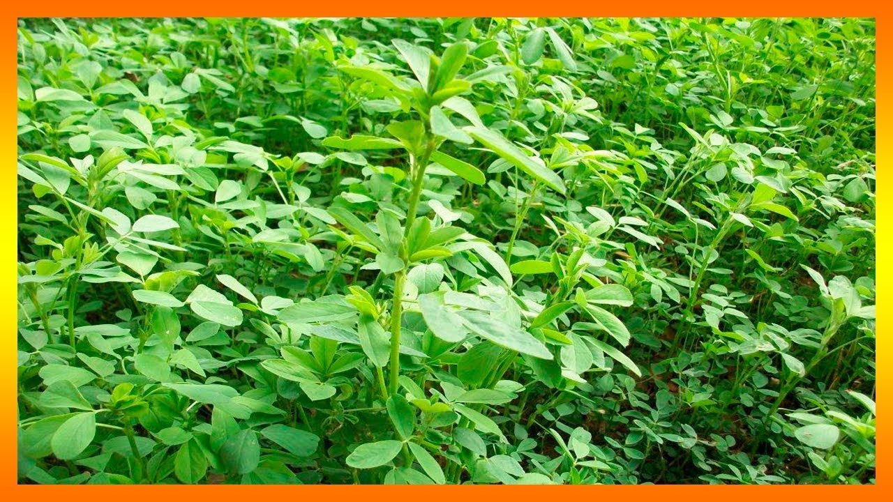 SOÑAR CON ALFALFA VERDE | SIGNIFICADO DE SOÑAR CON ALFALFA FRESCA ...