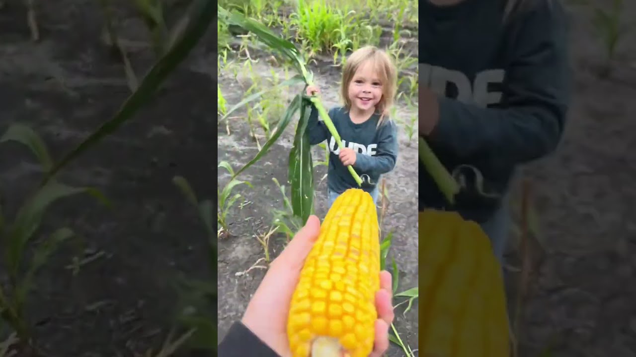 Fighting with corn at - YouTube