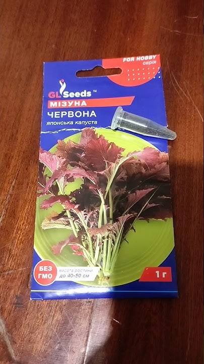 Японская Капуста 🥬 Мизуна Красная #мизуна #огород #огородкруглыйгод ...