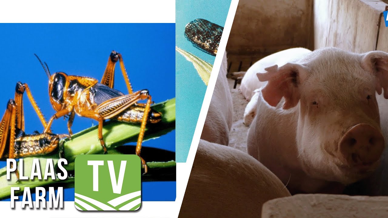 Locust plague / Superior pig genetics at Mockford Farms: Plaas TV ...