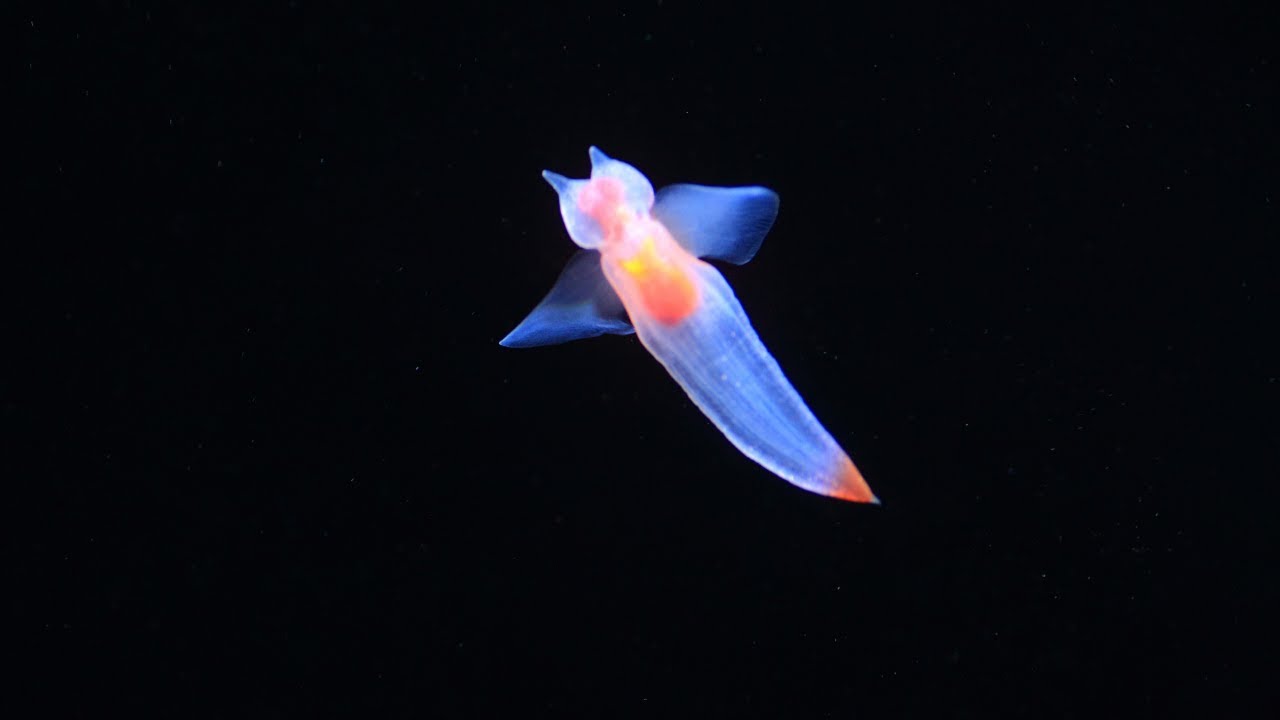 WATCH: These marine life species look like they glow in the dark ...