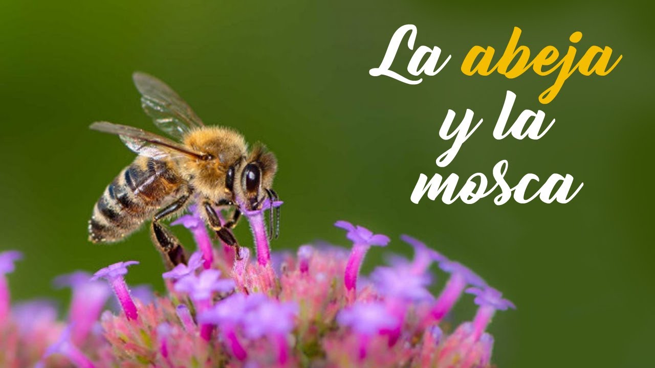 La Abeja y la Mosca ( Moraleja ) - YouTube