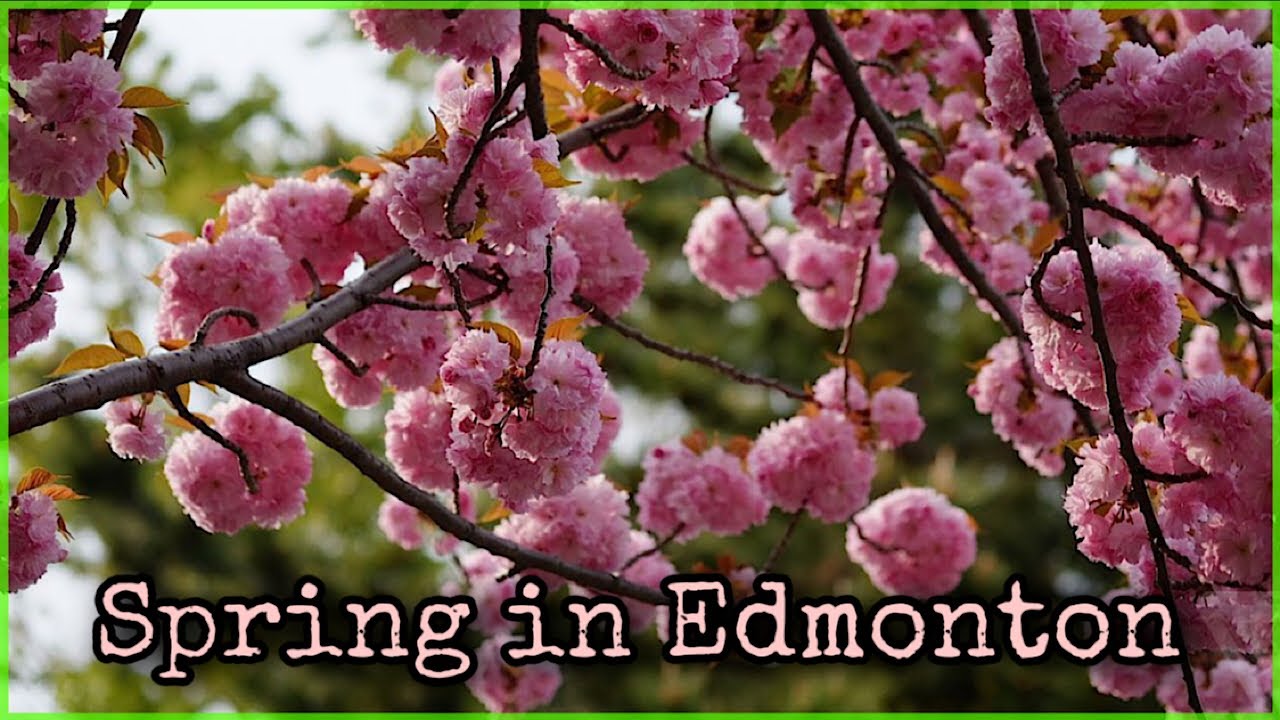 Albera Edmonton in Spring 20214K - YouTube