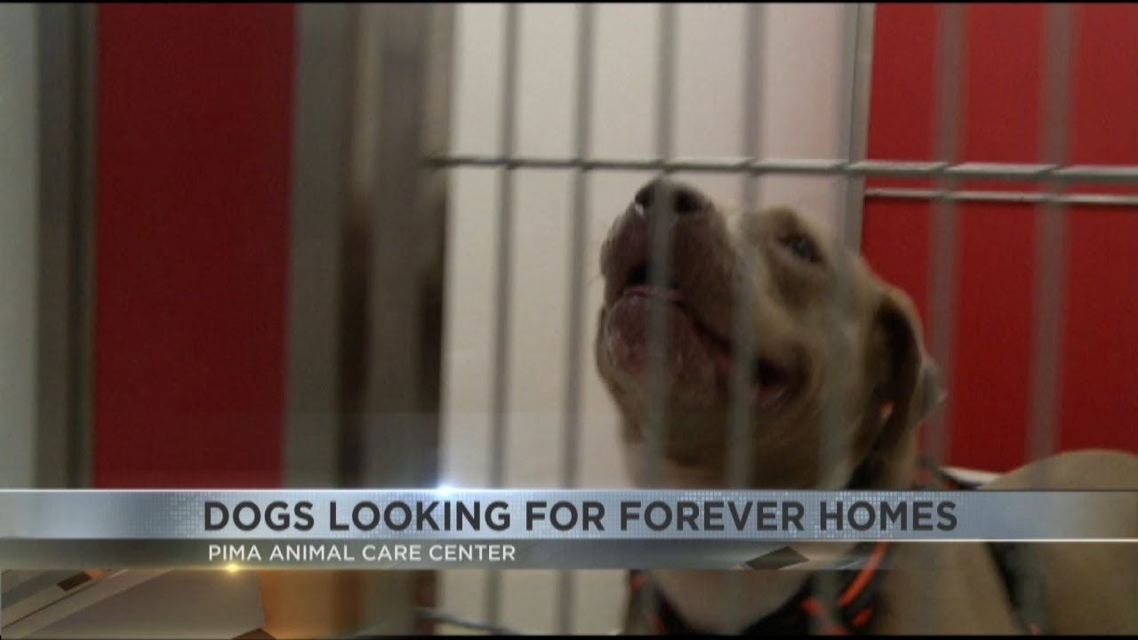 PACC at critical capacity with close to 500 dogs - YouTube
