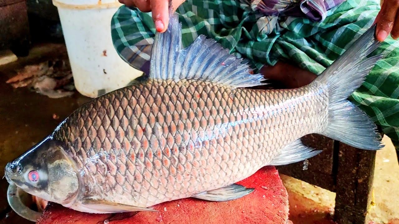 Amazing Kali Baush Fish Cutting Skills Live In Fire Fish Cutting ...