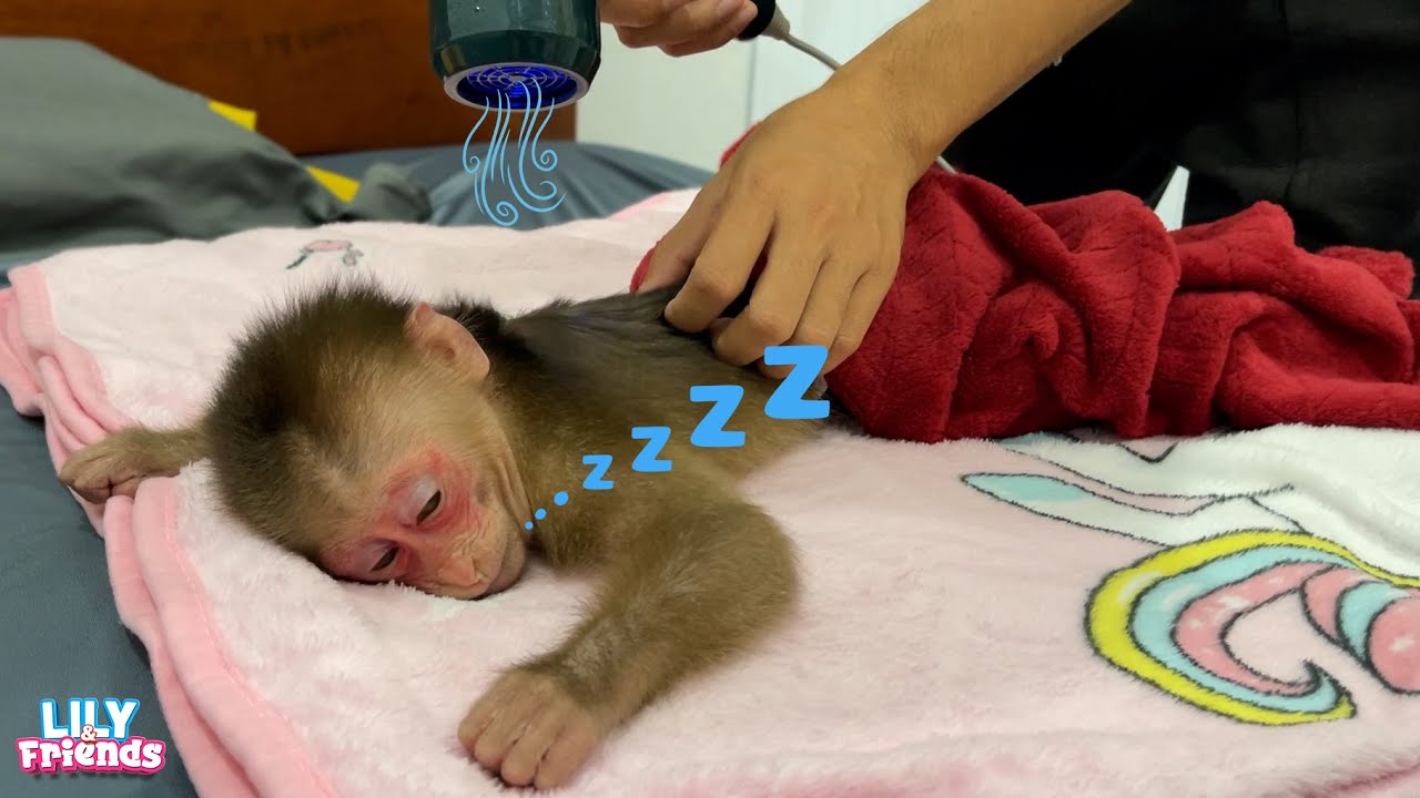 Dad bathes and takes care of baby monkey Lily - YouTube