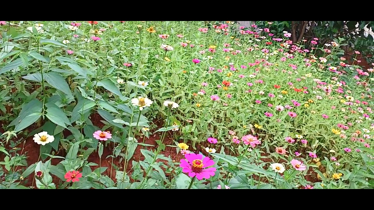 Flores de moça-e-velha - YouTube