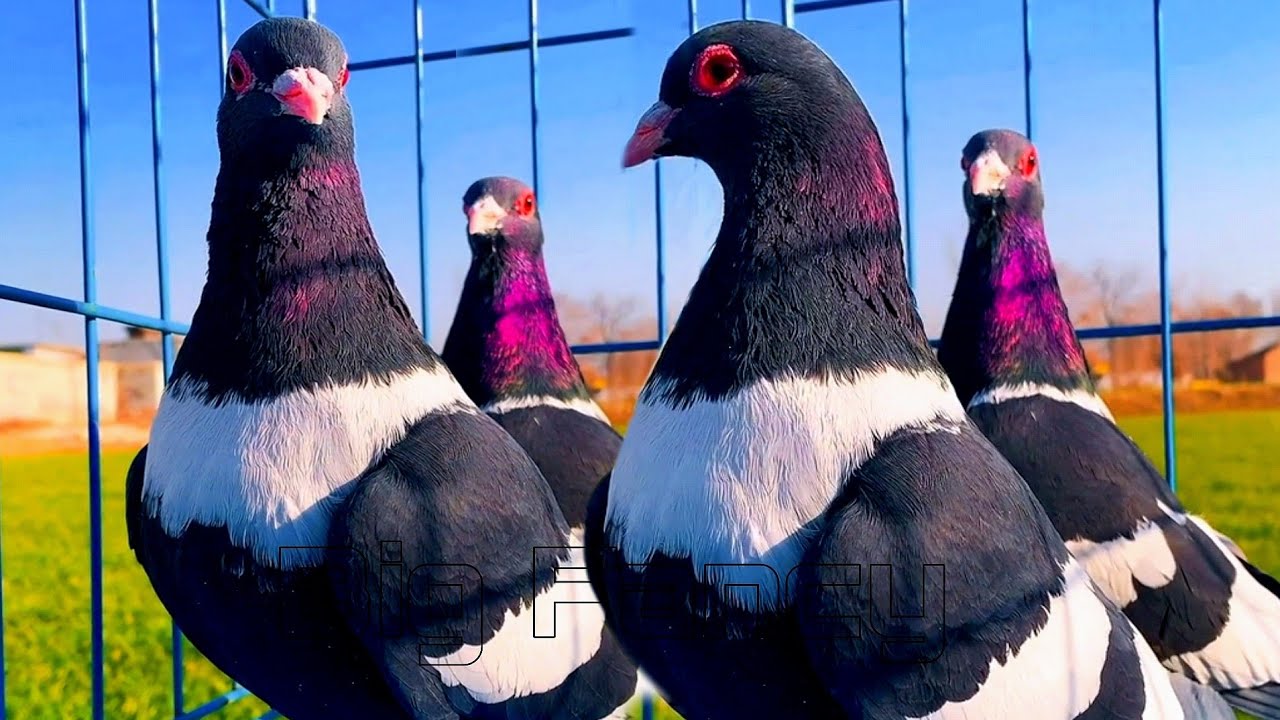 "Beautiful Fancy Pigeons: Top Breeds & Stunning Farm Footage ...
