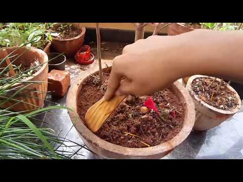 How to save TULSI plant from dying/Simple tips to keep Tulsi plant ...