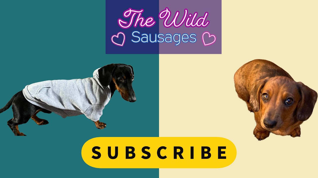 The Wild Sausages First Youtube Video | Miniature Dachshund | Sausage ...