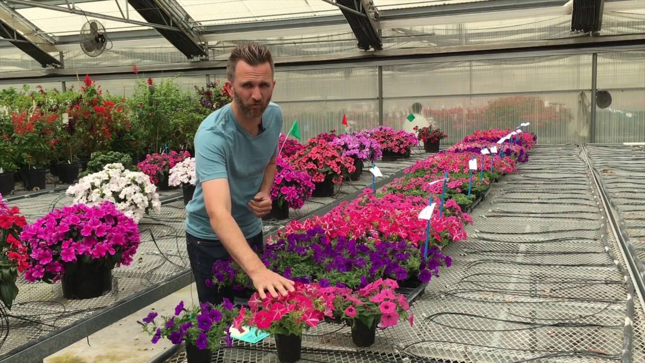 ColorRush Petunia Culture Trial: PGR Study - YouTube