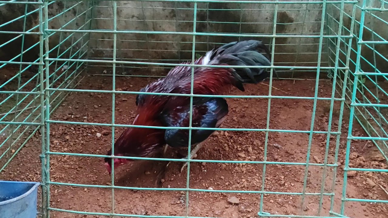 Asil cross hatch - YouTube