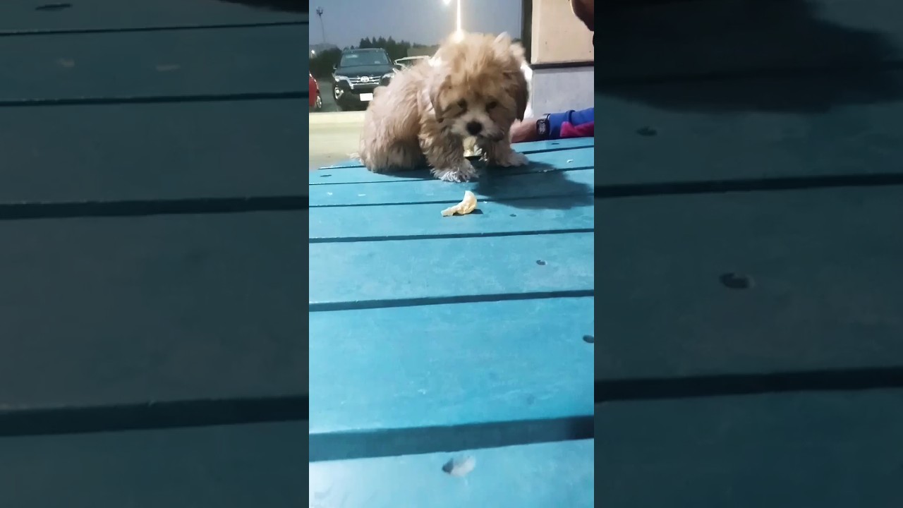 Cute and adorable puppy🐕 ️#shorts #youtubeshorts#shortsfeed#pets#dog# ...