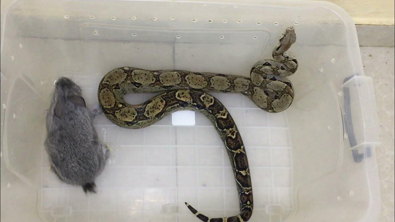 Live Feeding | Snake Boa Eating Rabbit - YouTube
