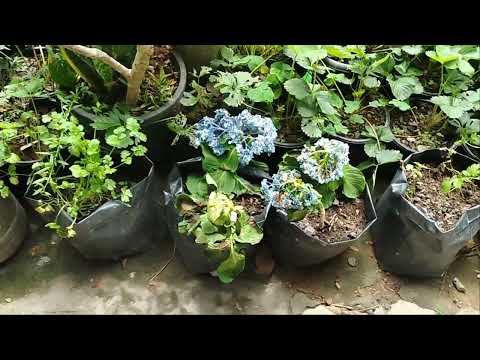 kan panhnah polypot te leh kan in bul thlai tlem awm ve te - YouTube