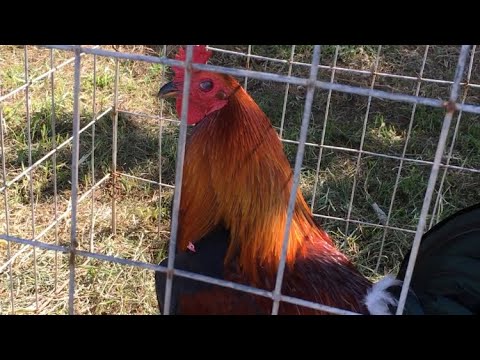 Waling waling game Farm Team Escolin Guwapo at Magaling@Aldrien Tv-Vlog ...