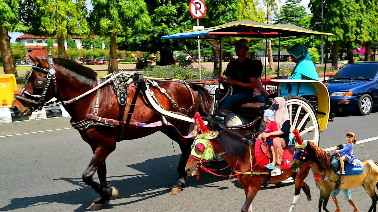 Kuda Naik Kuda Delman Purbalingga Kuda Dokar Klasik Kuda Lari Kuda Poni ...