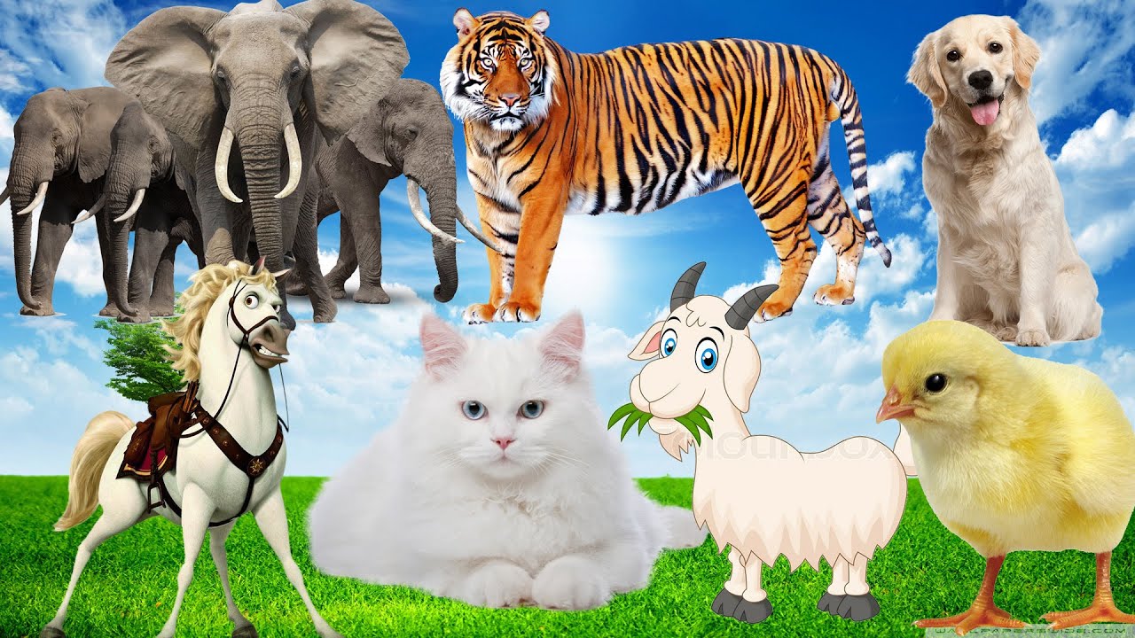 Familiar animals, relaxing sounds of lovely animals: cows, chickens ...