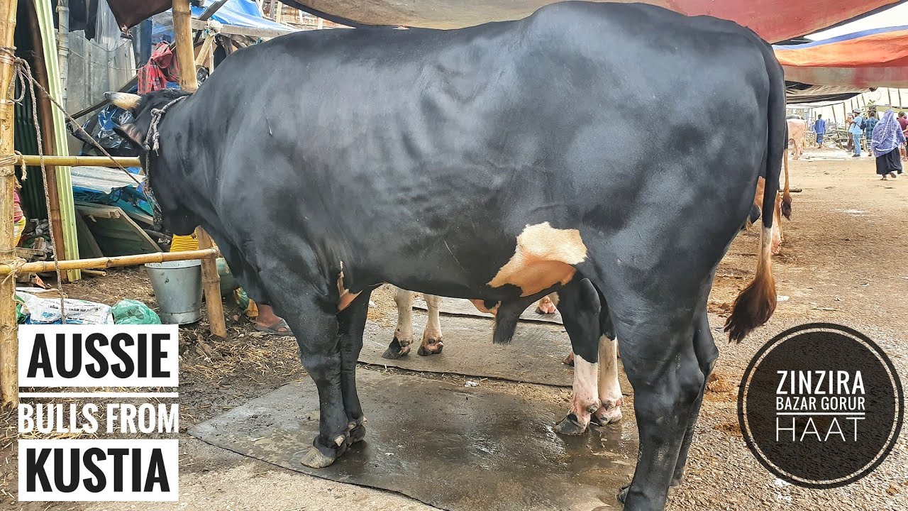 Giant Aussie Bulls From Kustia | Big Austral Bulls Of Zinzira Bazar ...