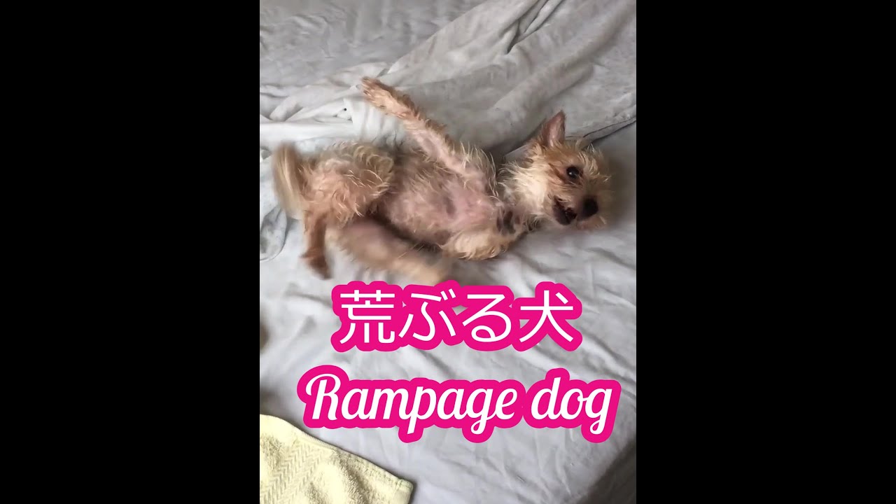 荒ぶる犬 Rampage dog - YouTube