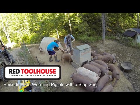Episode 5 - Using Slap Shot and new dosing syringe to worm piglets ...