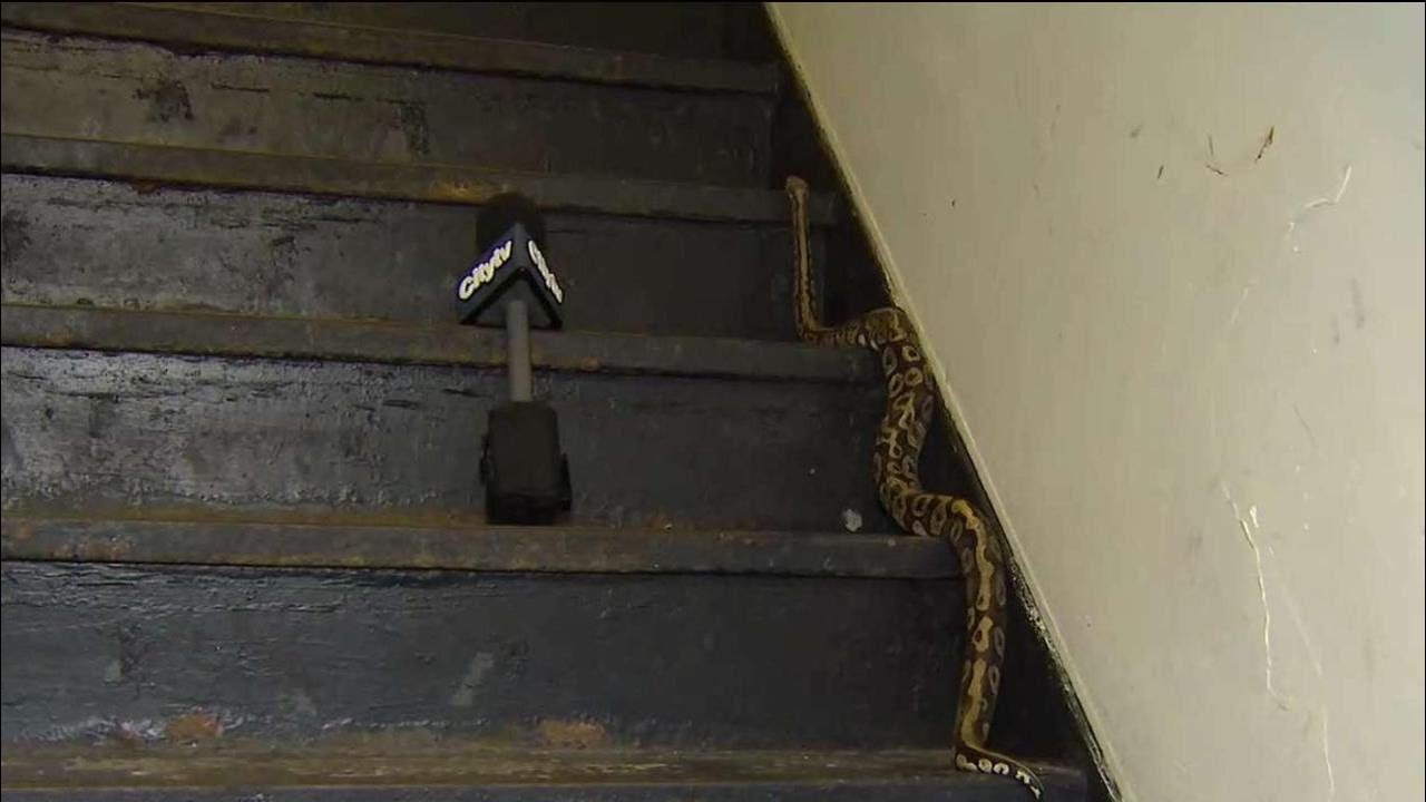 Snake found slithering around Parkdale building - YouTube