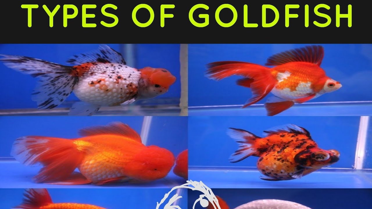 Types of Goldfish - YouTube