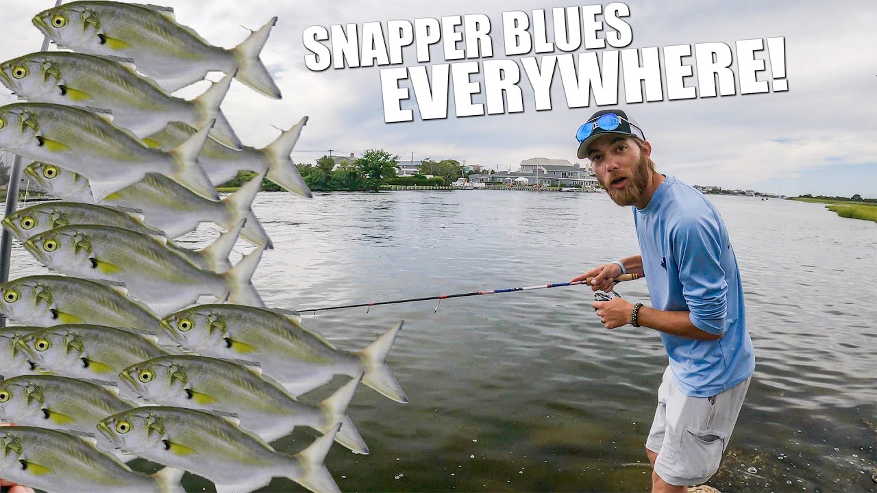 SNAPPER Bluefish are BACK and in HUGE NUMBERS! - Long Island Saltwater ...