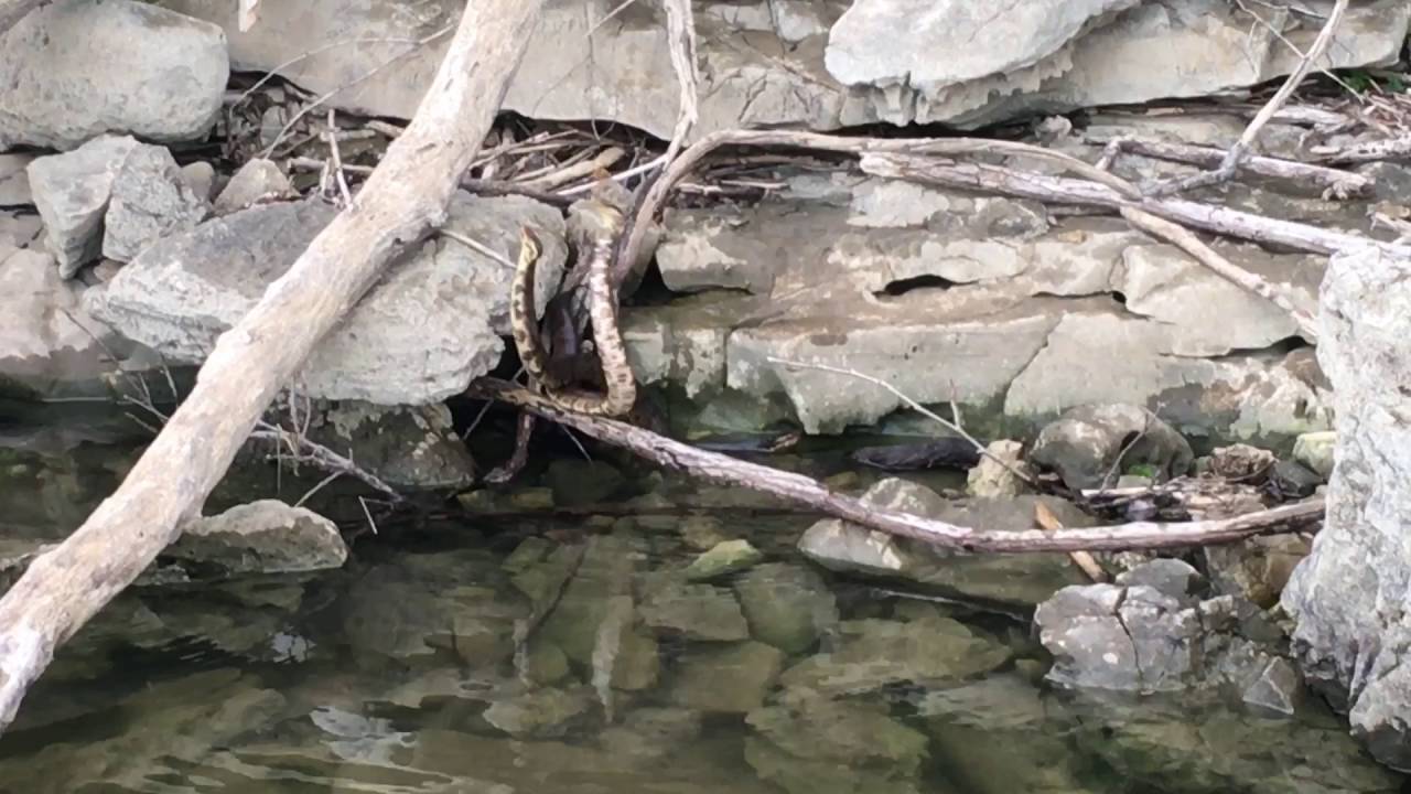 Table Rock Snakes - YouTube