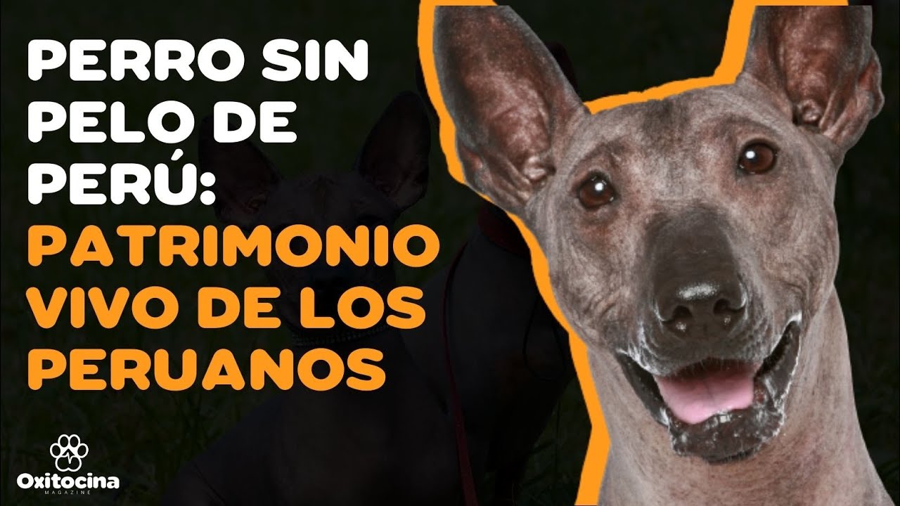 PERRO SIN PELO DE PERÚ (VIRINGO): 9 cosas que debes saber - YouTube
