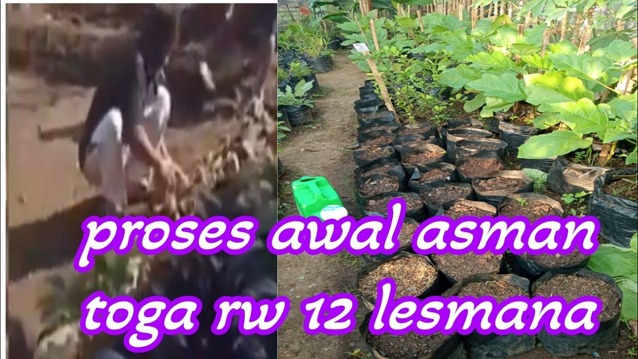 proses awal asman toga rw 12 lesmana #video - YouTube