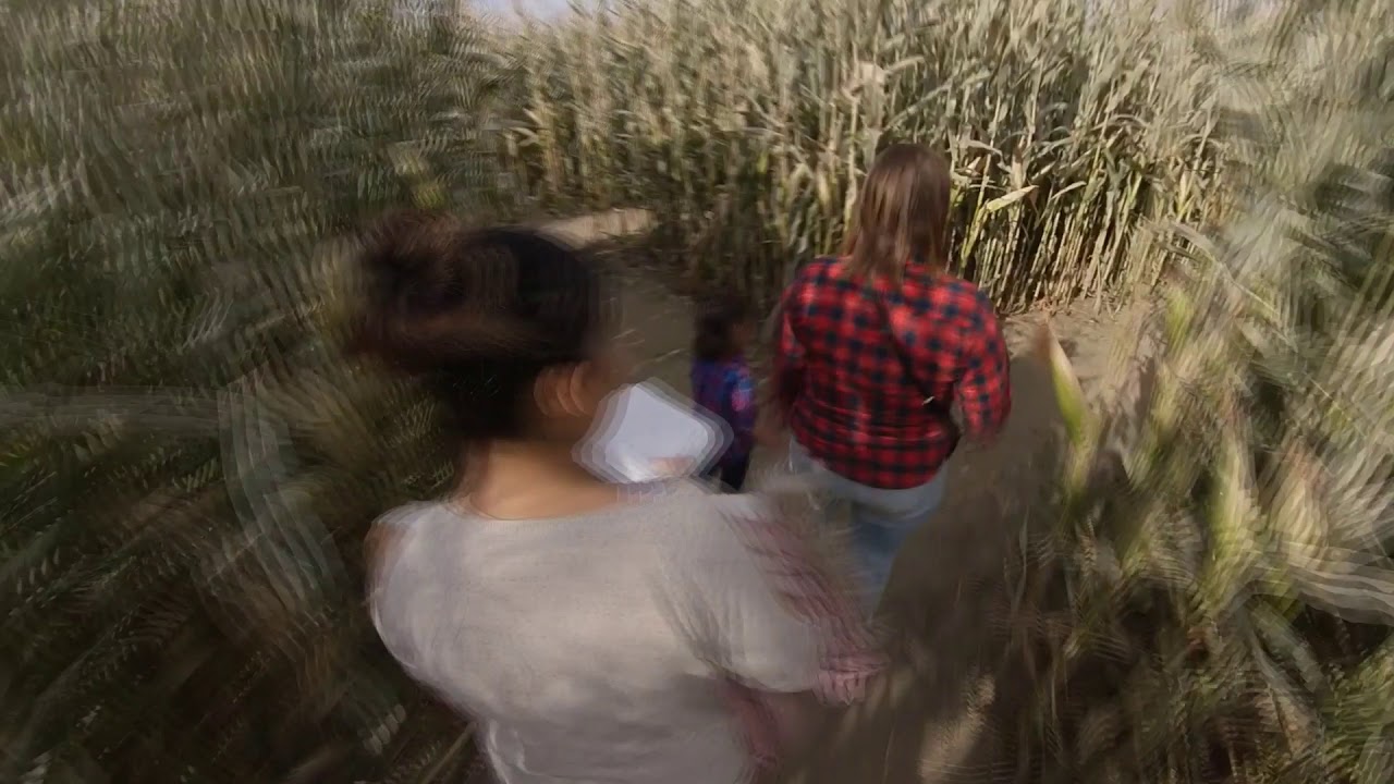 Middleton farms corn maze - YouTube