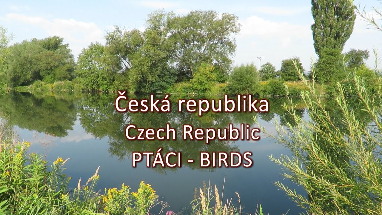 347. Česká republika (Czech Republic) Ptáci - Birds - YouTube