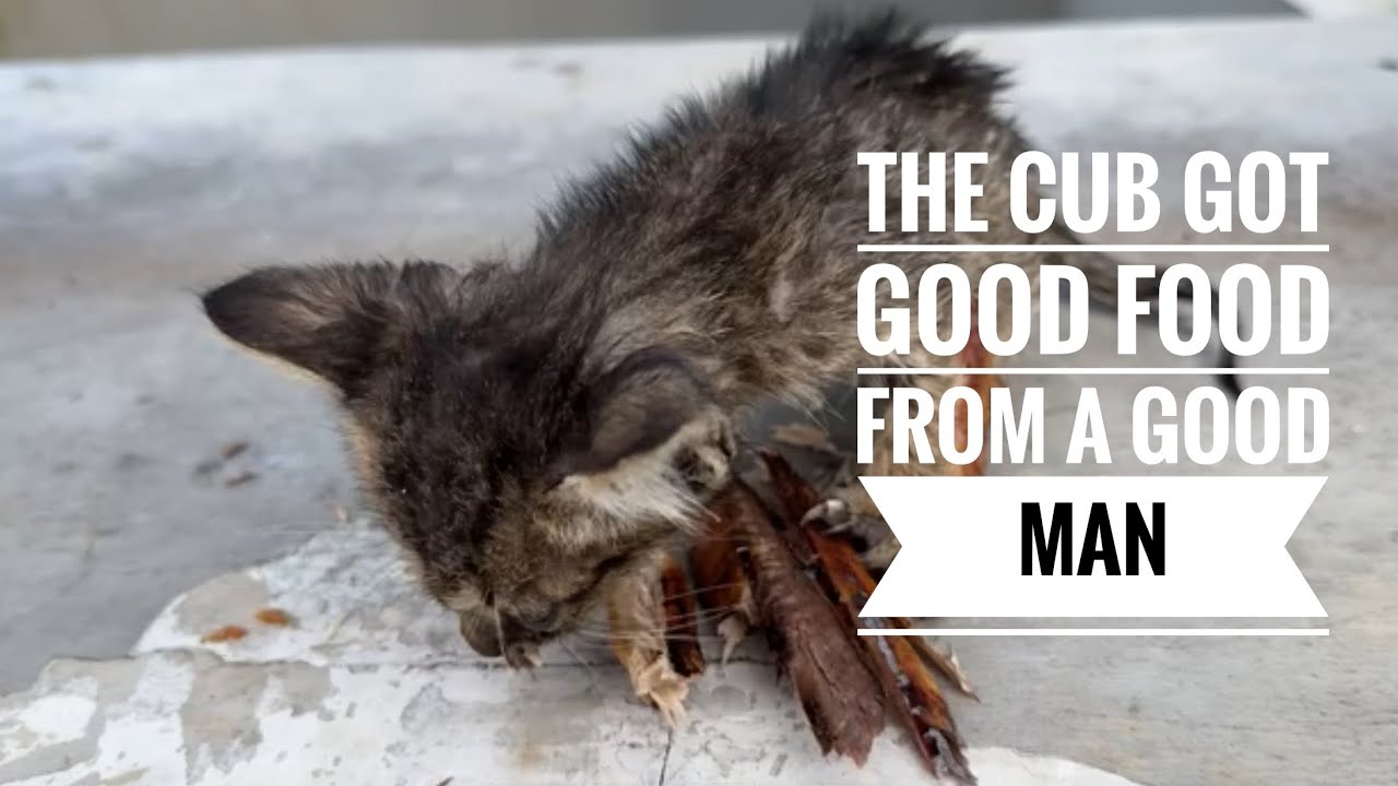 The Cub Got Good food from a Good Man - YouTube