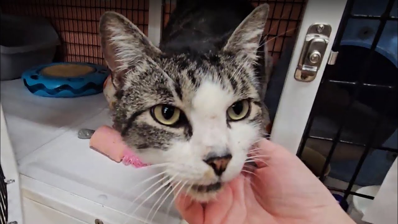 Shelter Cat Howdy Do is Adjusting Well but Doesn't Have His Sea Legs ...