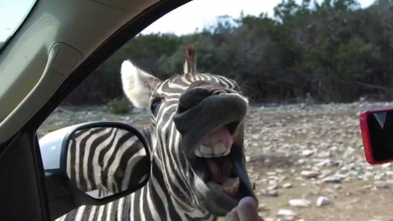 Natural Bridge Wildlife Ranch - YouTube