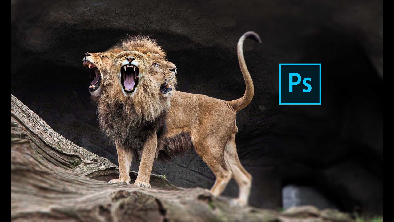THREE HEADED LION | PHOTO MANIPULATION | TUTORIAL ADOBE PHOTOSHOP CC ...