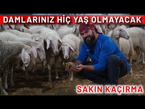 DAMLARDA MÜKEMMEL ZEMİN VE HAVALANDIRMA FİKİRLERİ (Küçükbaş Hayvancılık)