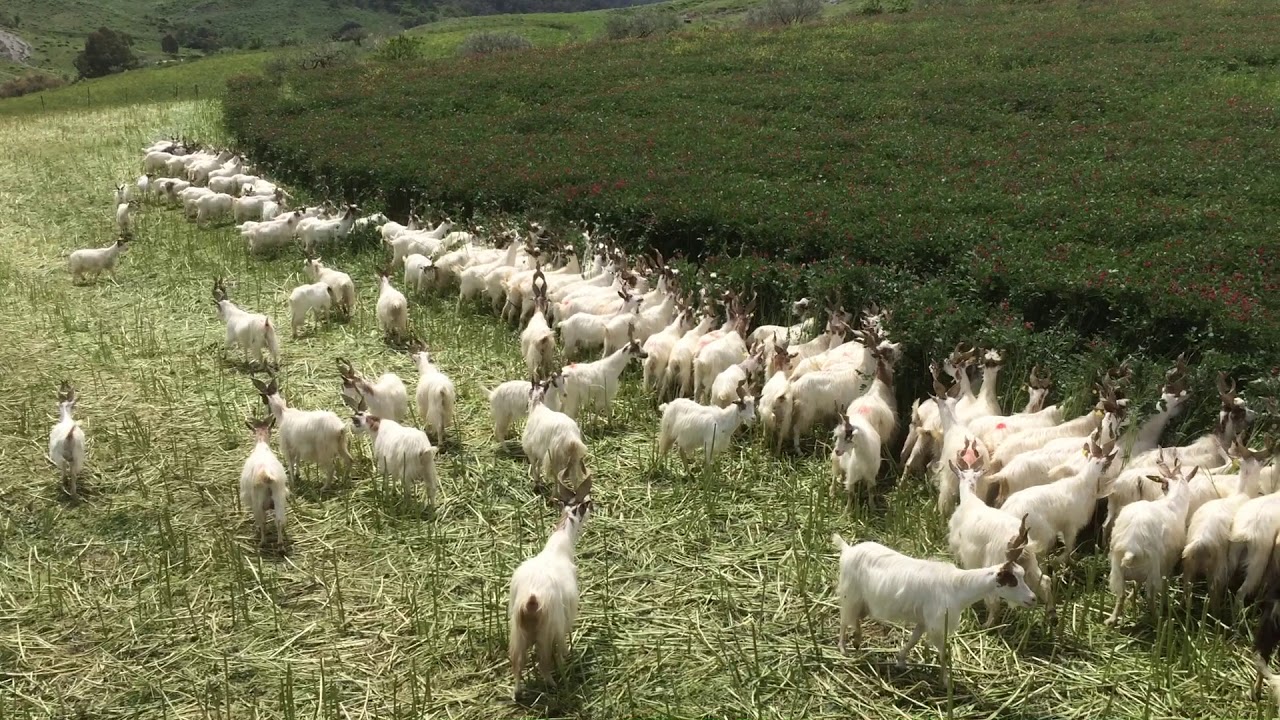 Mob grazing milk goats - YouTube