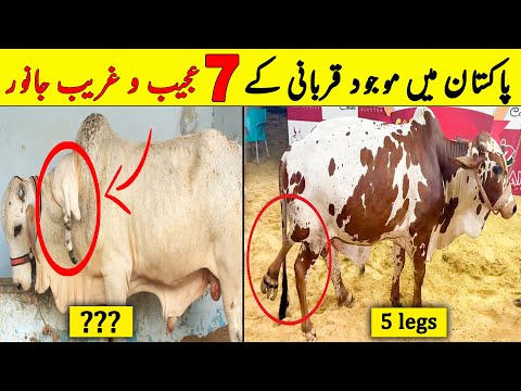 7 Most Unusual Qurbani Janwar |  پاکستان میں موجود قربانی کے عجیب و غریب جانور  | NYKI