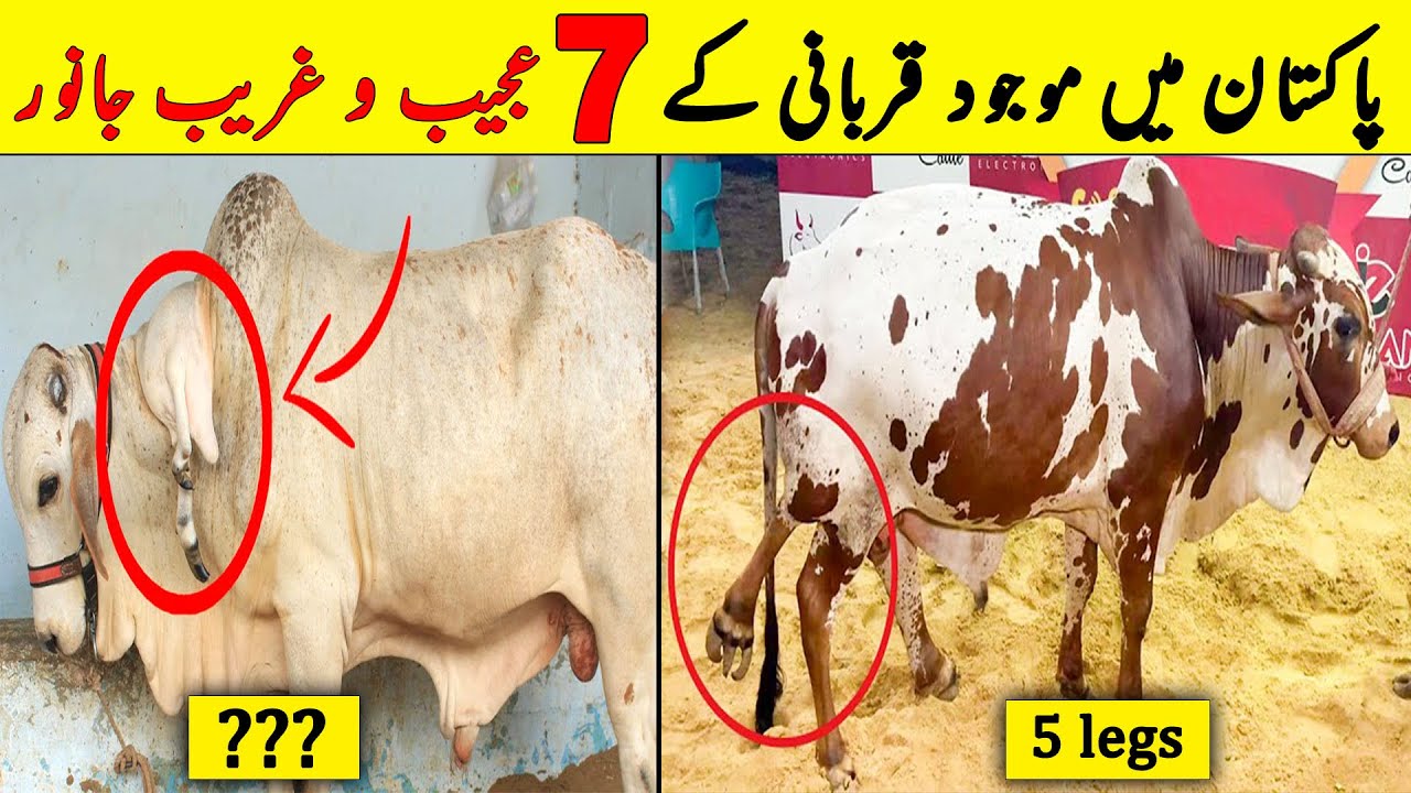 7 Most Unusual Qurbani Janwar | پاکستان میں موجود قربانی کے عجیب و غریب ...