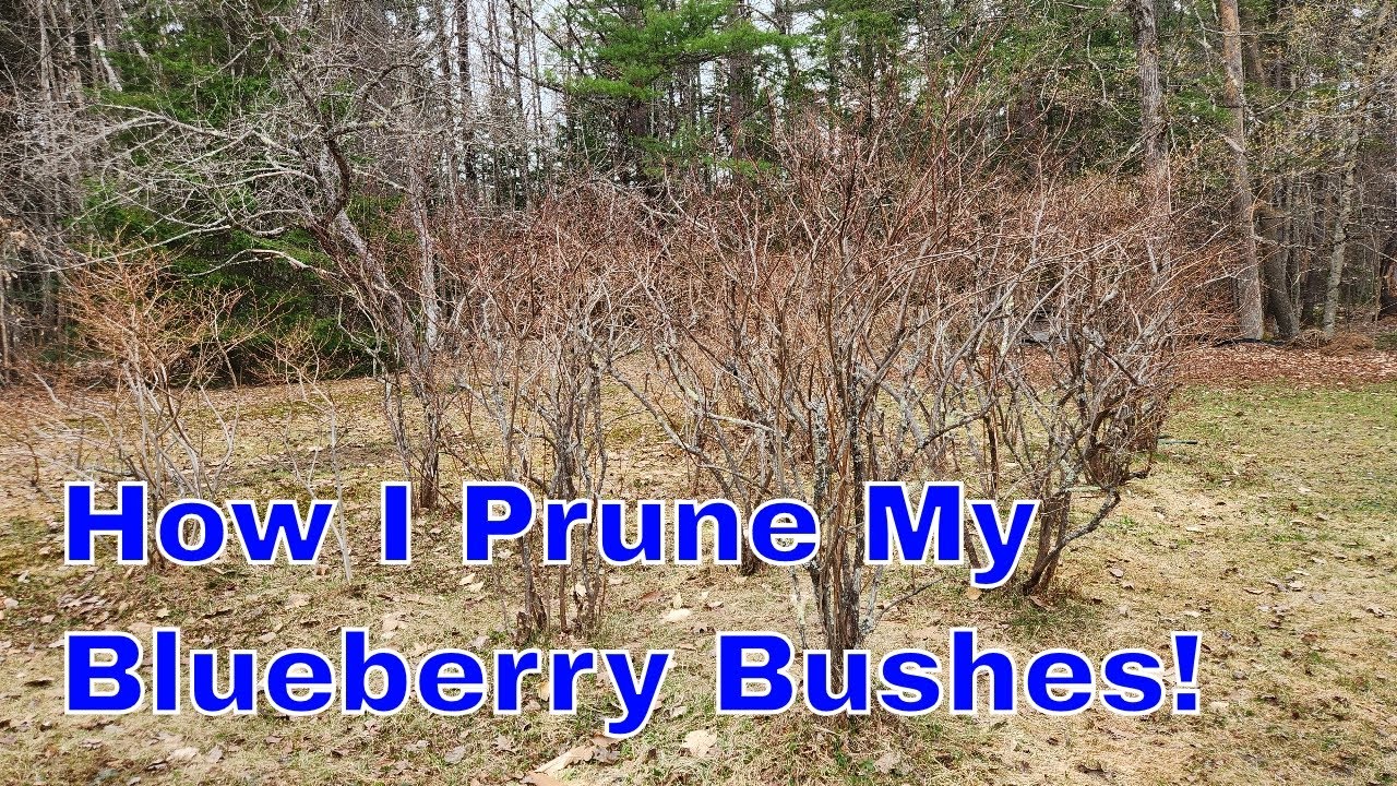 Pruning Blueberry Bushes For Better Production and Longevity - YouTube