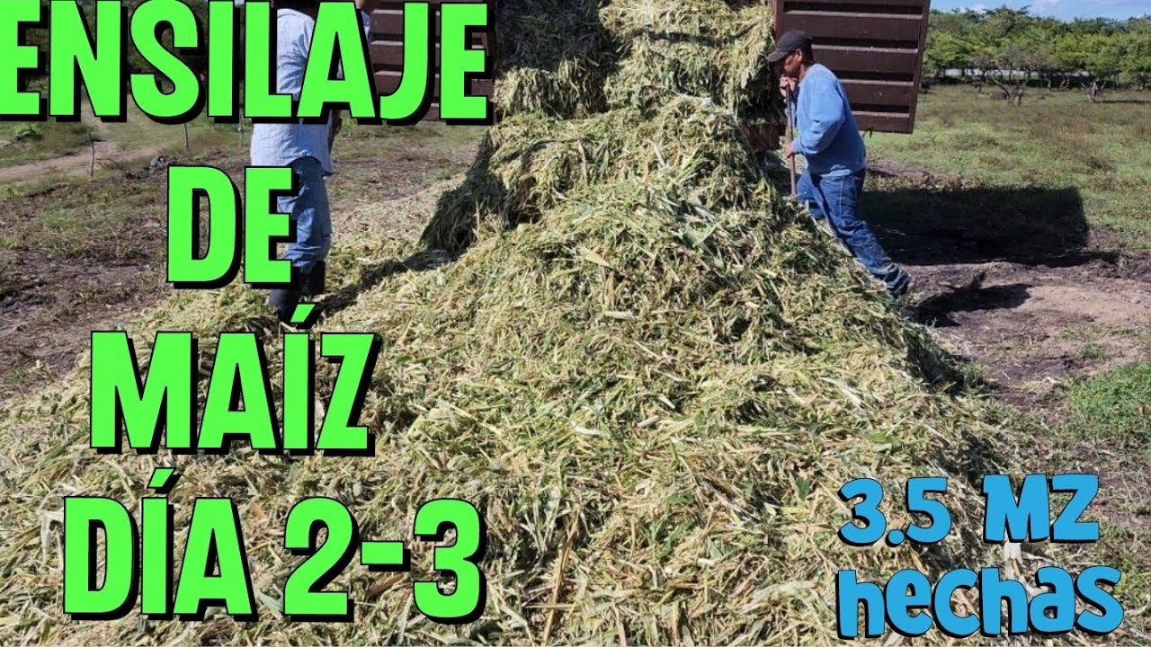ENSILAJE DE MAIZ DIA2-3 - YouTube