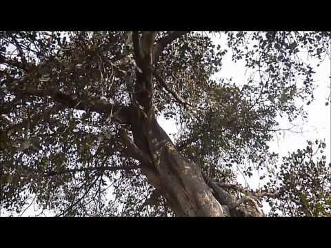 Mukuyu Slave Tree - L'arbre aux esclaves - Ndola Août 2013 - YouTube