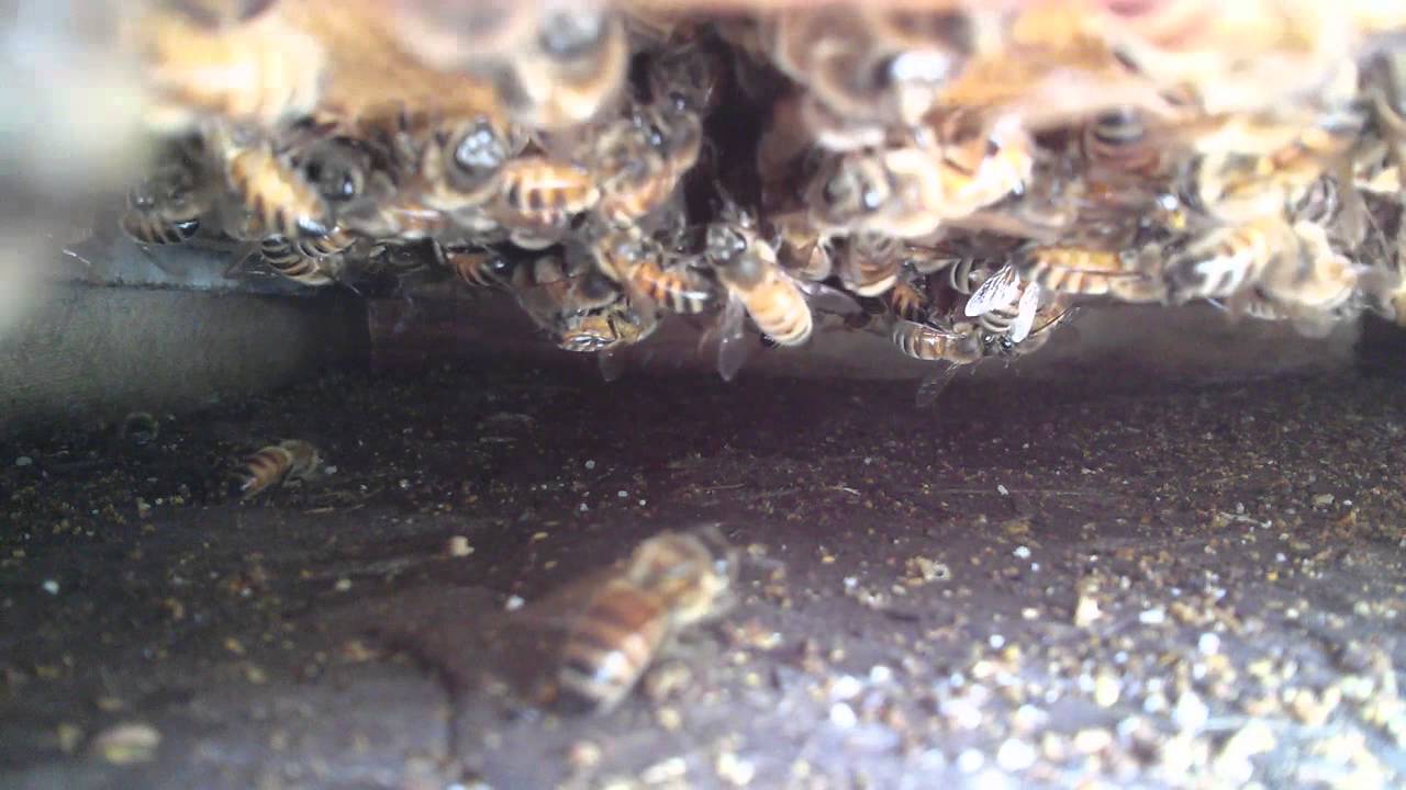 Cell Phone Hive Inspection - YouTube