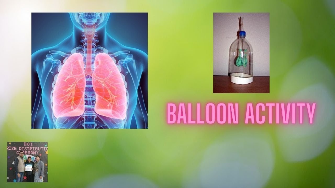 Biology Activity Balloon Lung Model YouTube Biology Activity Balloon Lung Model YouTube