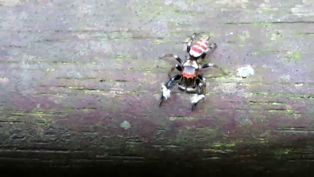 蜘蛛-橫紋蠅虎 (Marpissa pulla) - YouTube